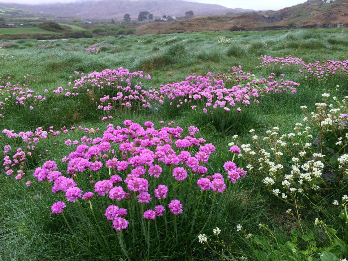 sea pinks 2 | Roaringwater Journal