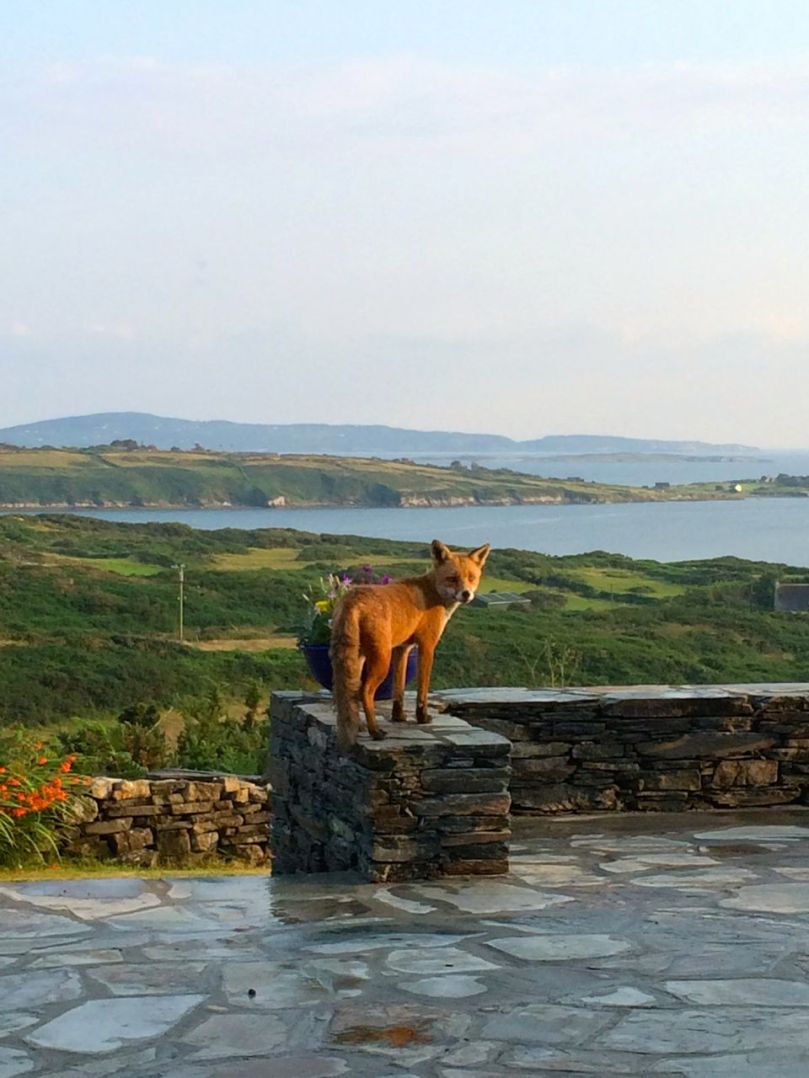 Ferdia | Roaringwater Journal