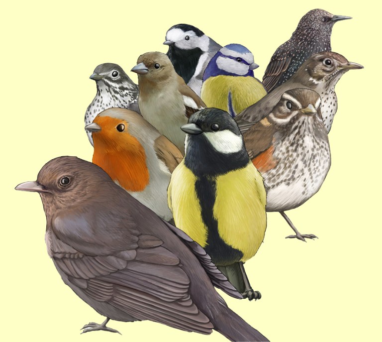 Bird Diary | Roaringwater Journal