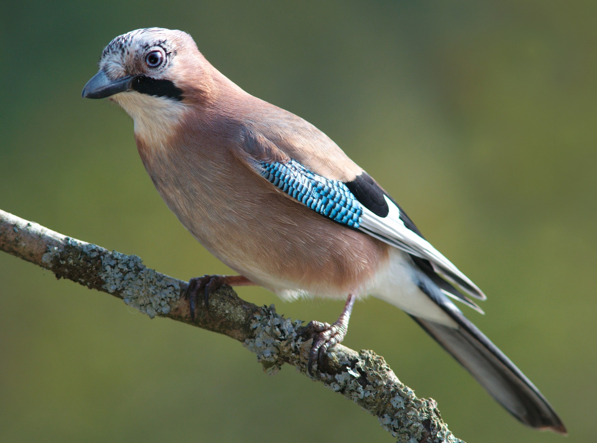 Bird Diary | Roaringwater Journal