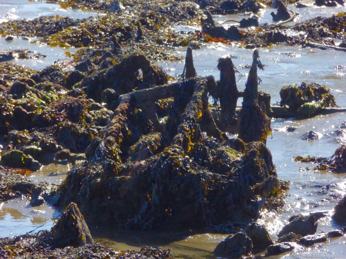 Tide’s Out! | Roaringwater Journal