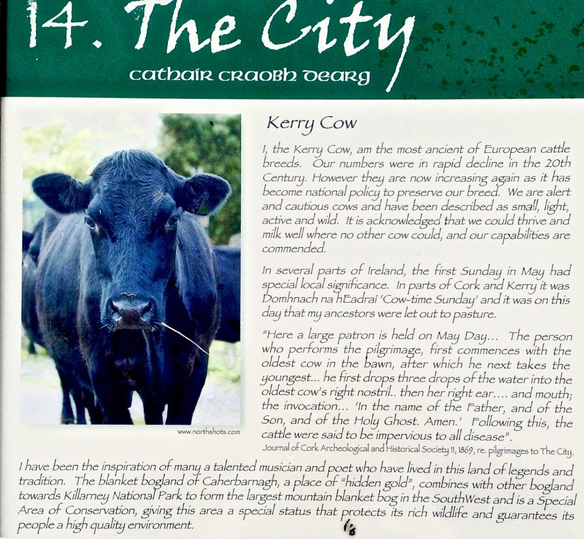 The City of Shrone – and a talking cow! | Roaringwater Journal