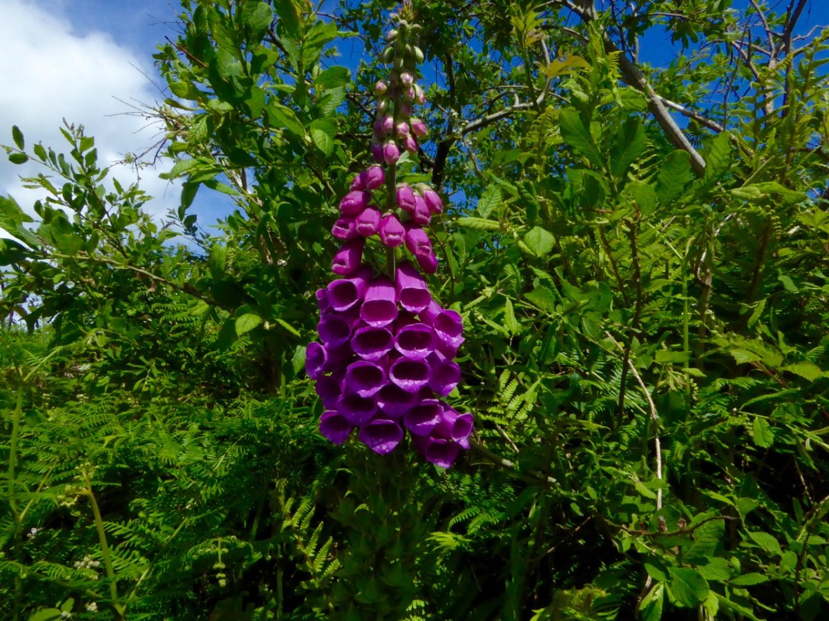 Foxglove Fever | Roaringwater Journal