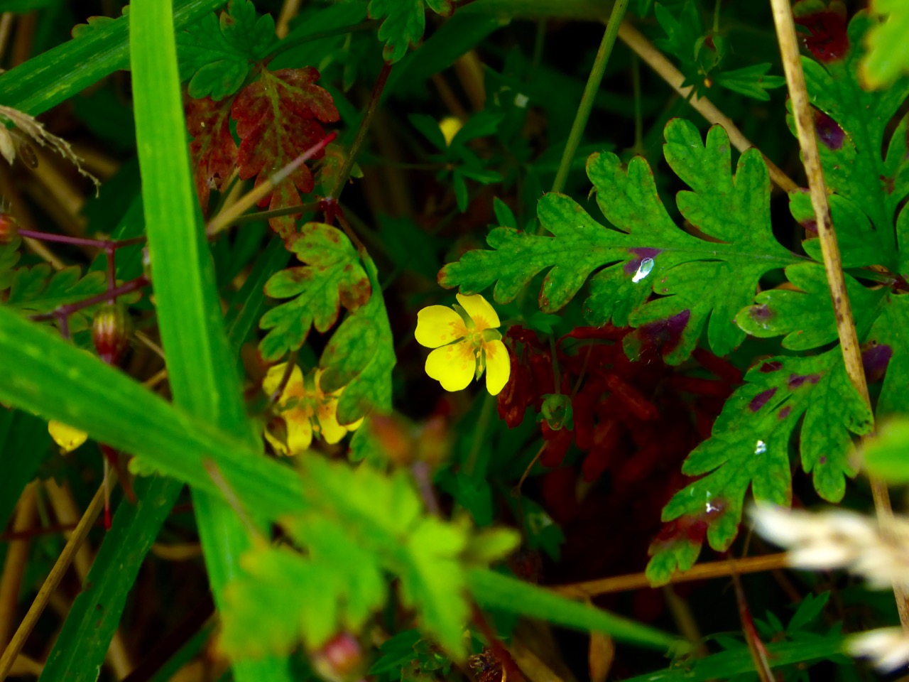 Tormentil | Roaringwater Journal