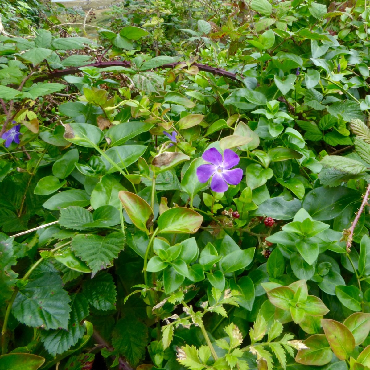 Late Bloomers: Invasive, Naturalised and Native | Roaringwater Journal