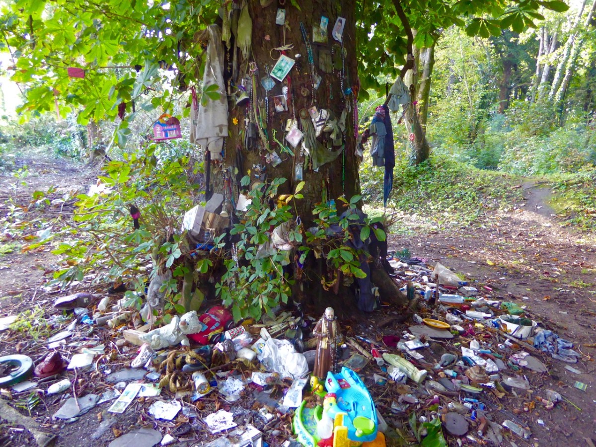 Holy Trees | Roaringwater Journal