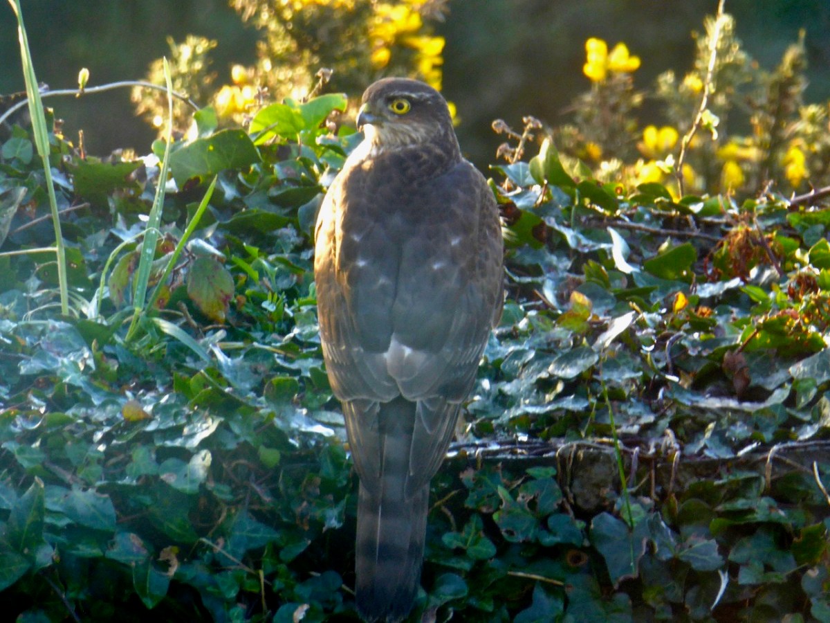 Spioróg, the Sparrowhawk | Roaringwater Journal