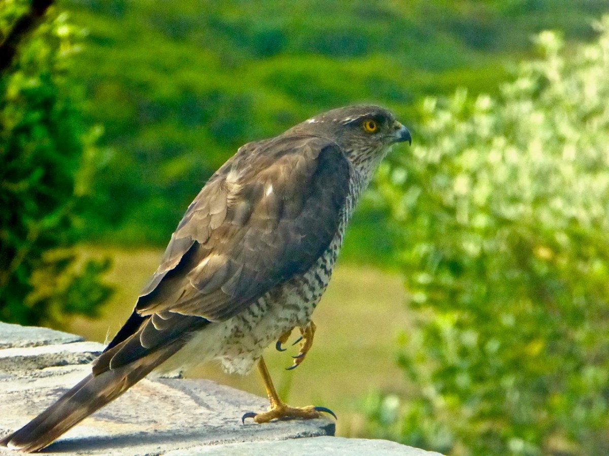 Spioróg, the Sparrowhawk | Roaringwater Journal