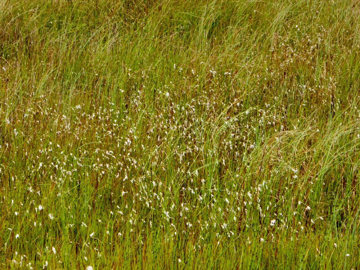 Slender Cottongrass | Roaringwater Journal