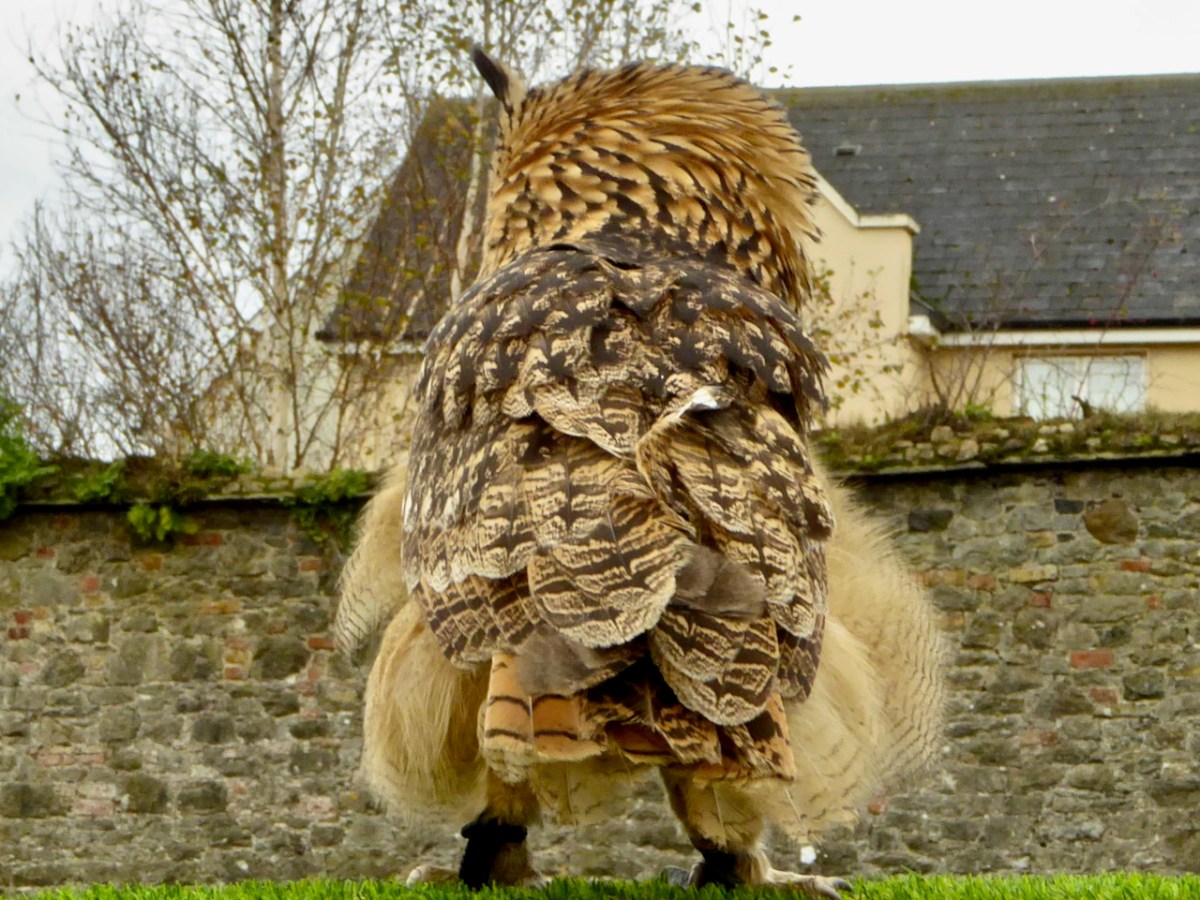 Falconry Fantasy | Roaringwater Journal