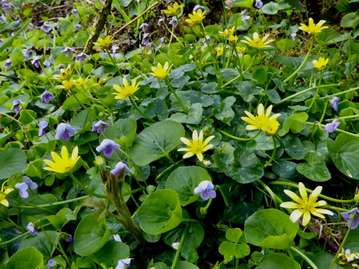 Become a Citizen Scientist! | Roaringwater Journal