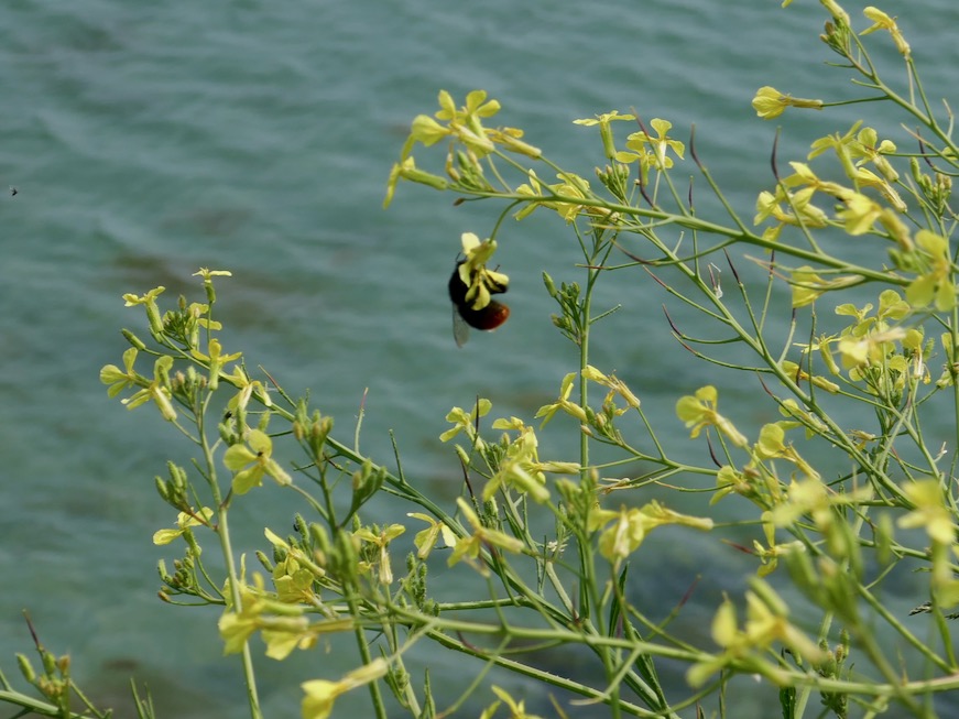 Heir Island – a Modern Paradise | Roaringwater Journal