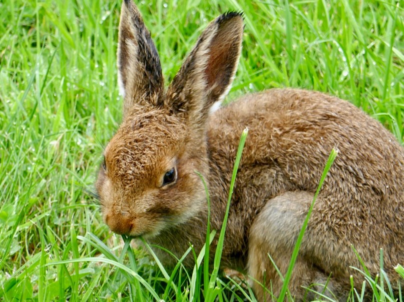 Hare | Roaringwater Journal