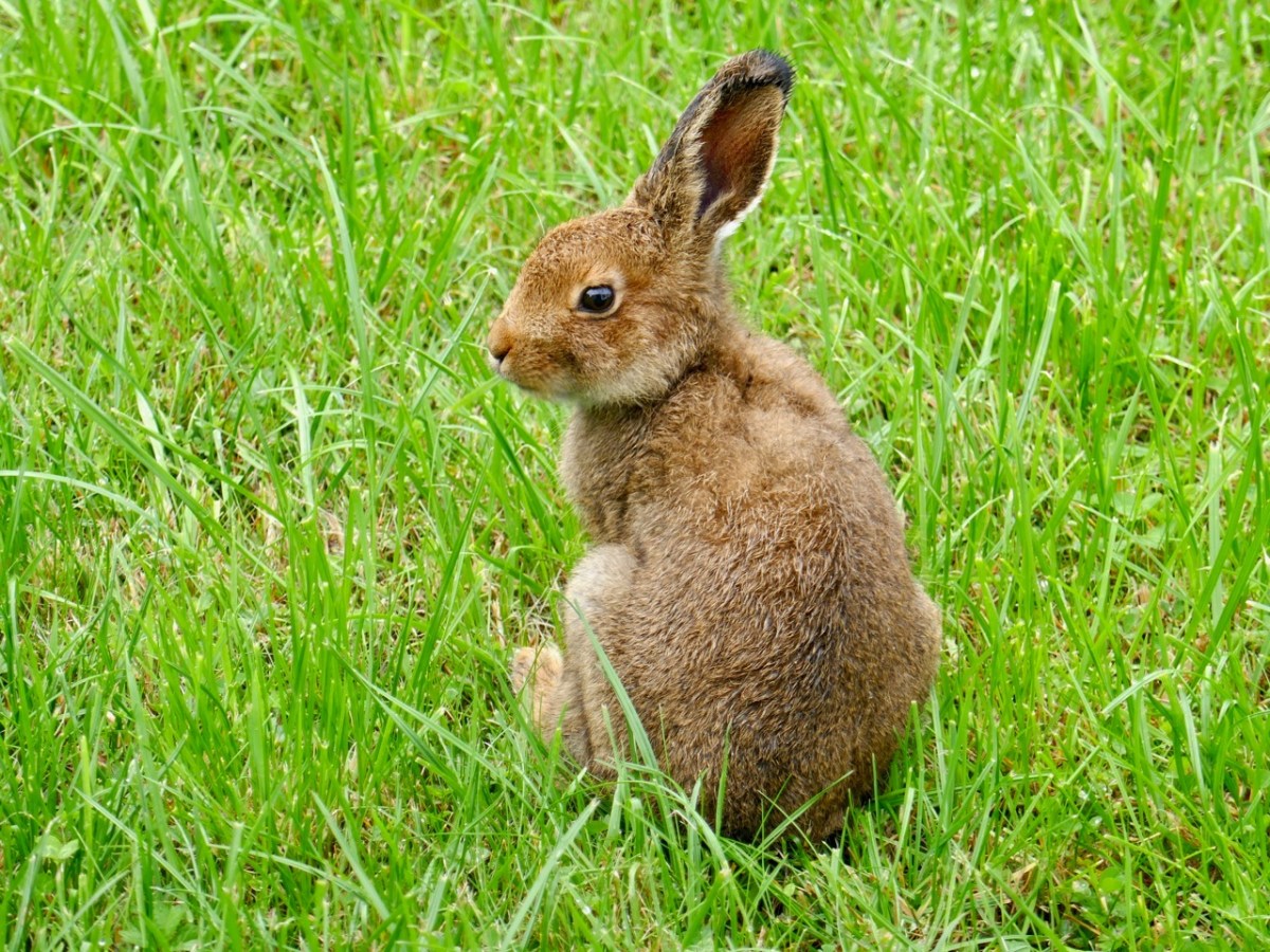 Hare | Roaringwater Journal
