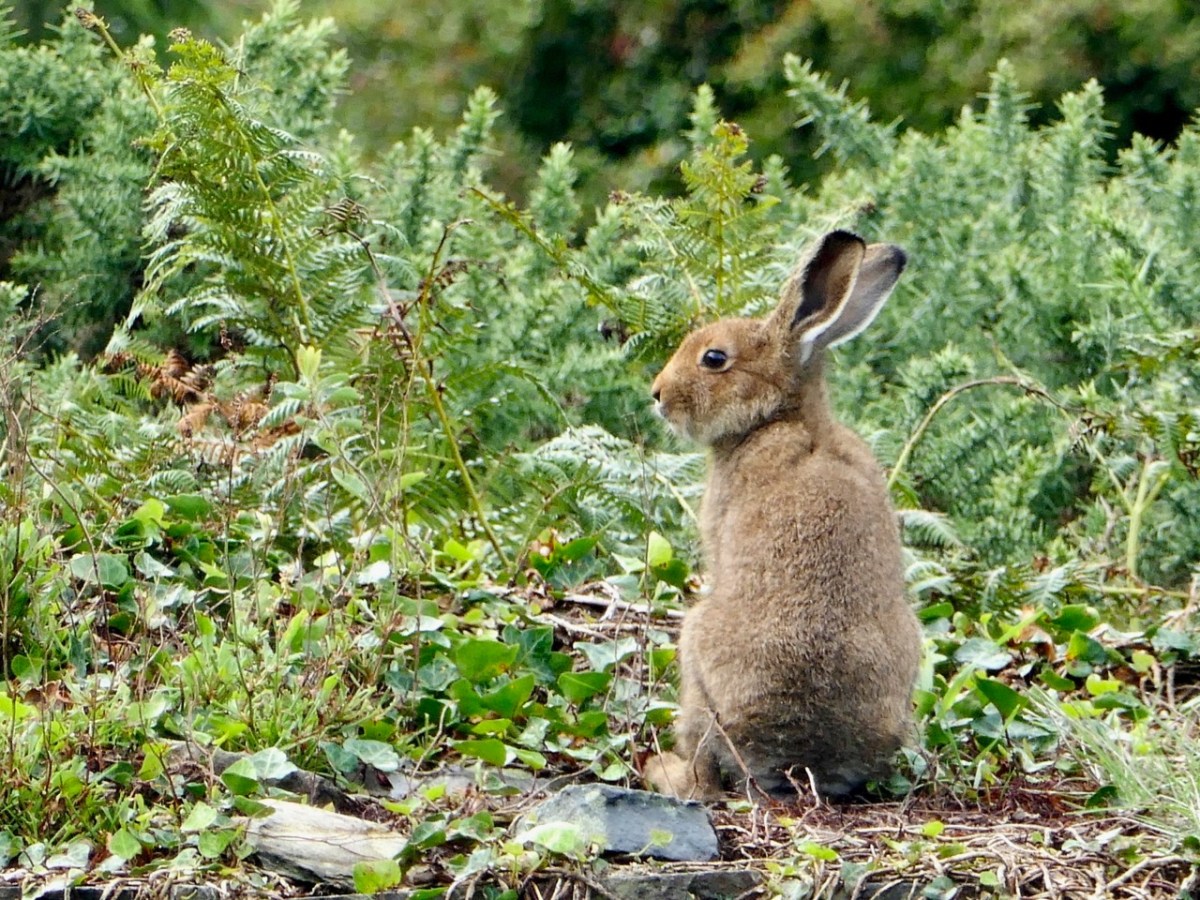 Hare | Roaringwater Journal