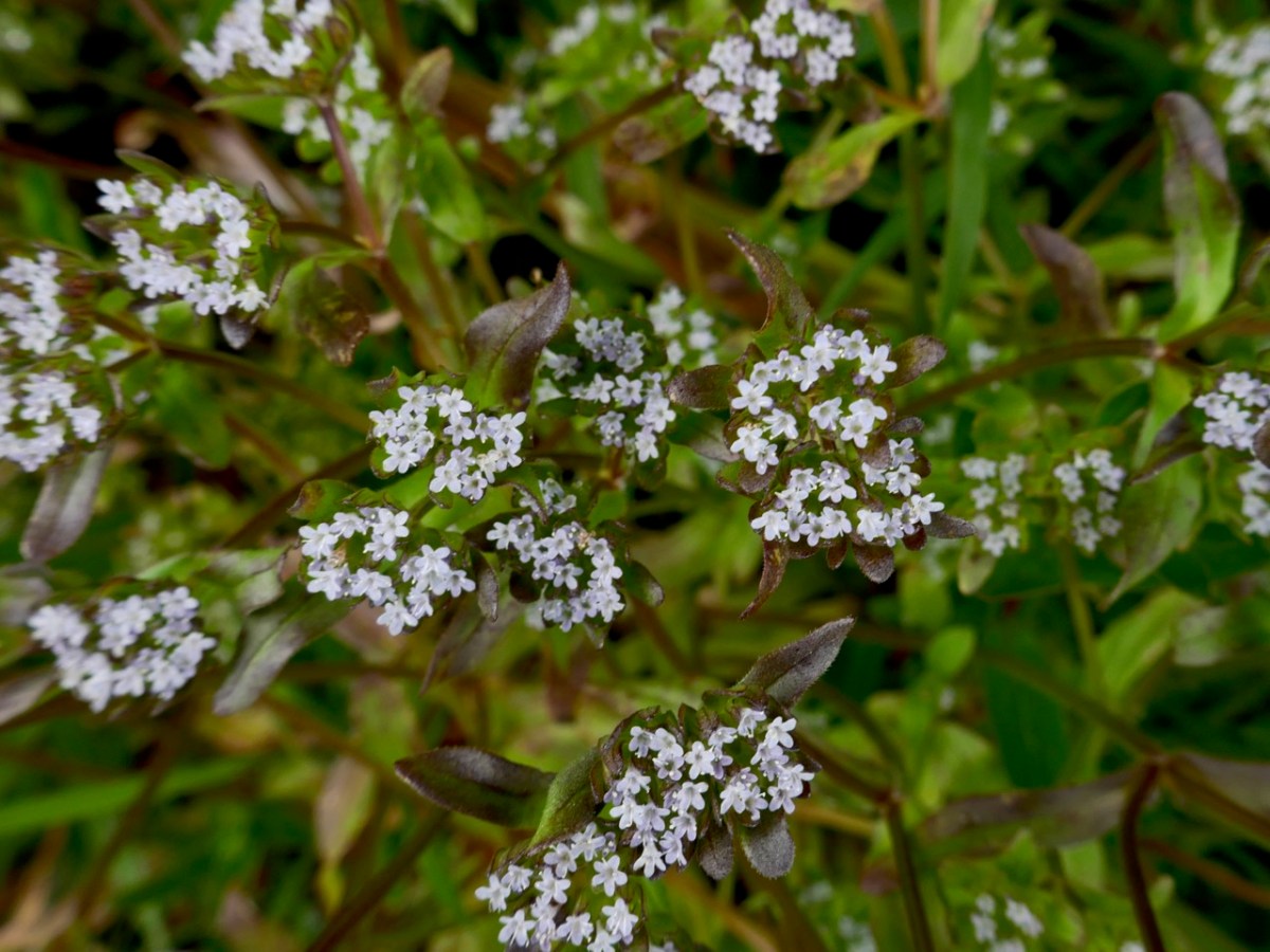 One Acre – One Year On | Roaringwater Journal