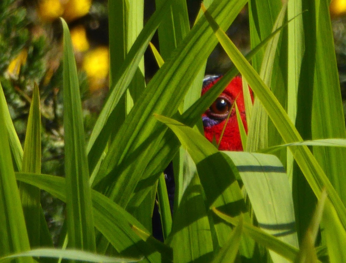 Finbarr the Pheasant | Roaringwater Journal