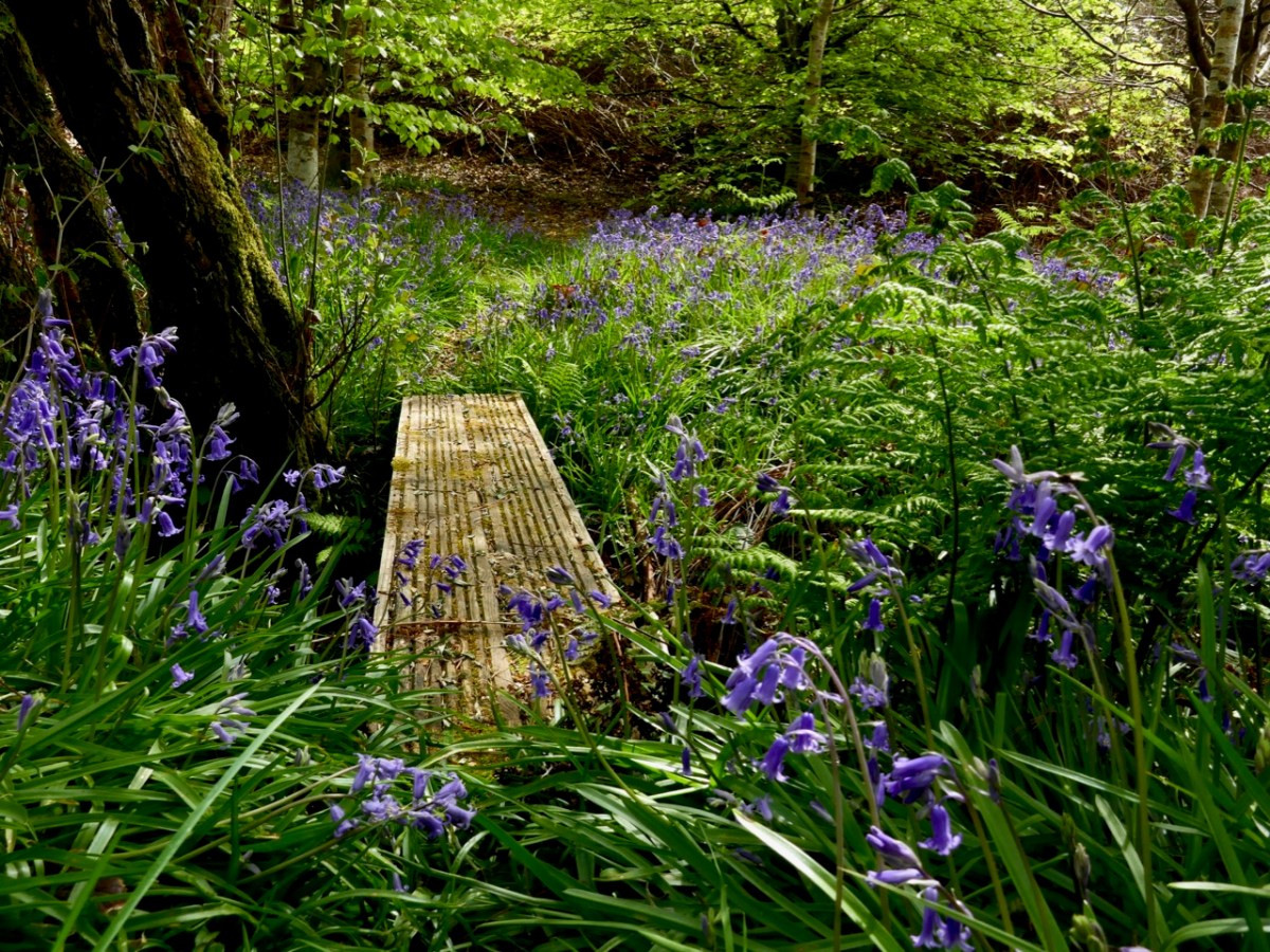 Bluebell Time in West Cork | Roaringwater Journal