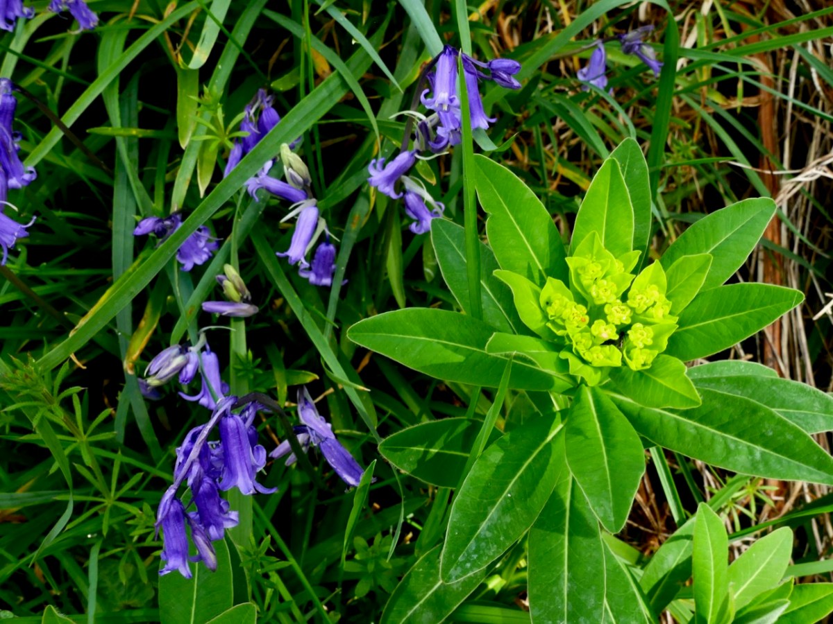 Bluebell Time in West Cork | Roaringwater Journal