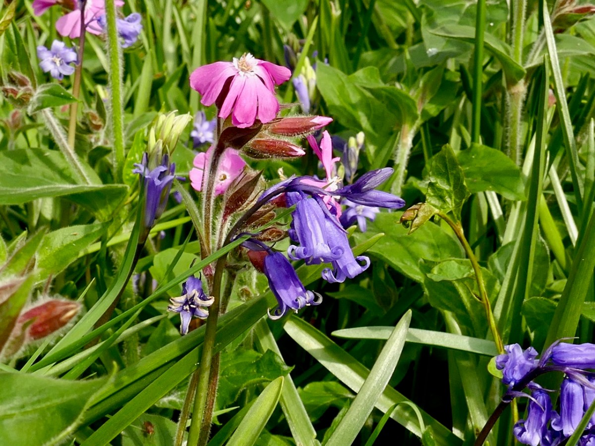 Bluebell Time in West Cork | Roaringwater Journal
