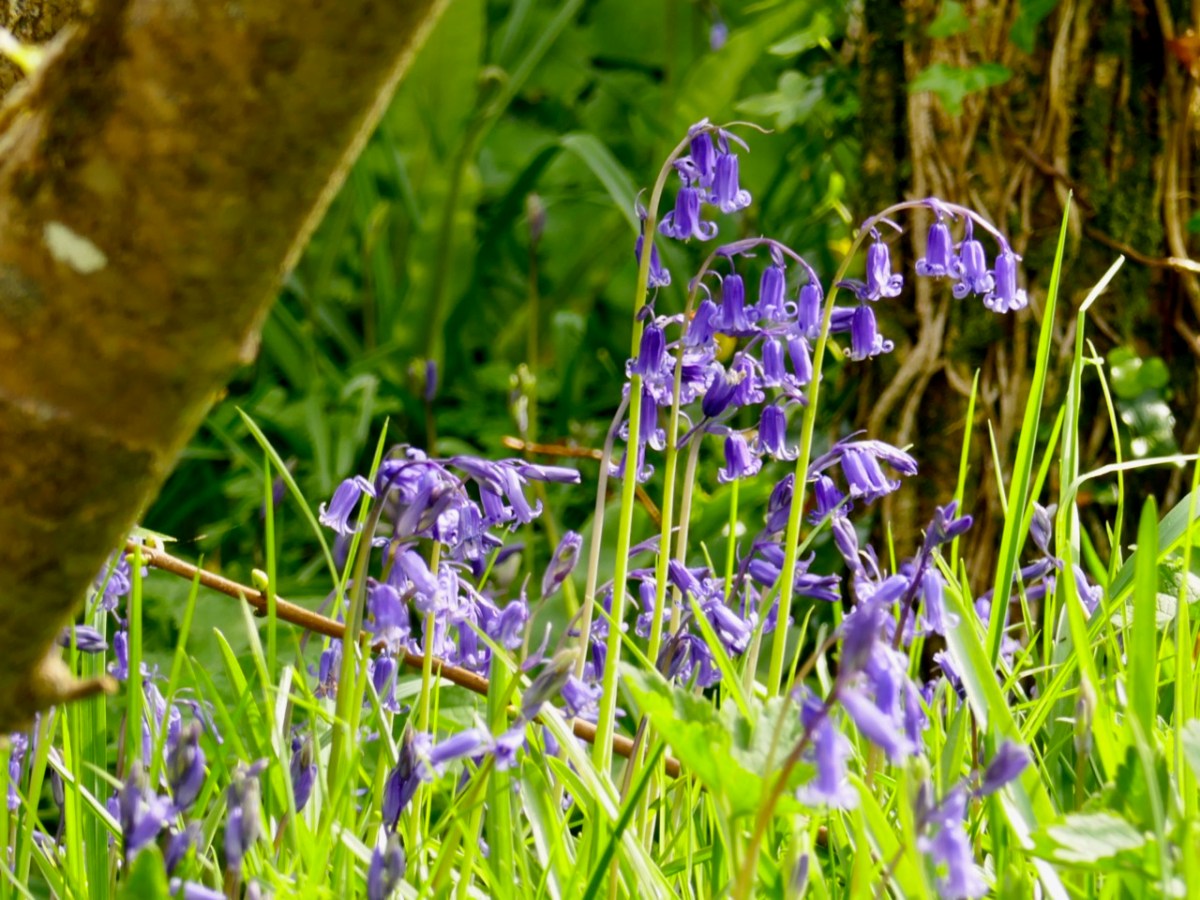 Bluebell Time in West Cork | Roaringwater Journal