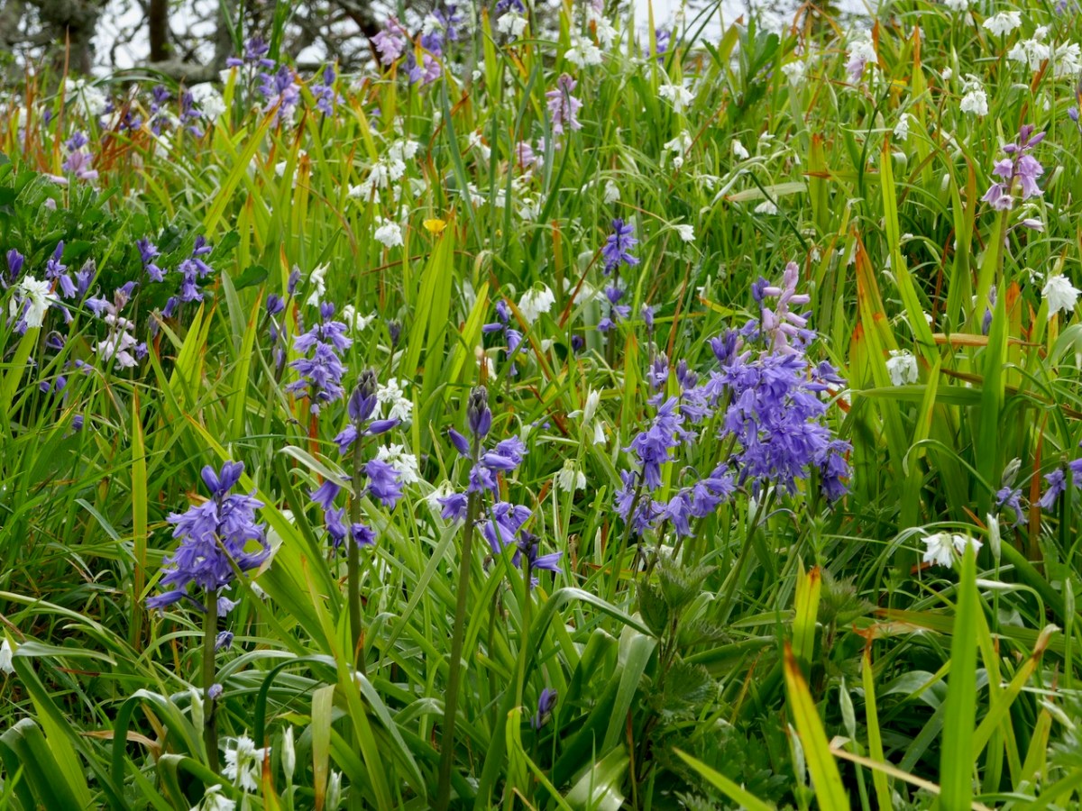 Bluebell Time in West Cork | Roaringwater Journal
