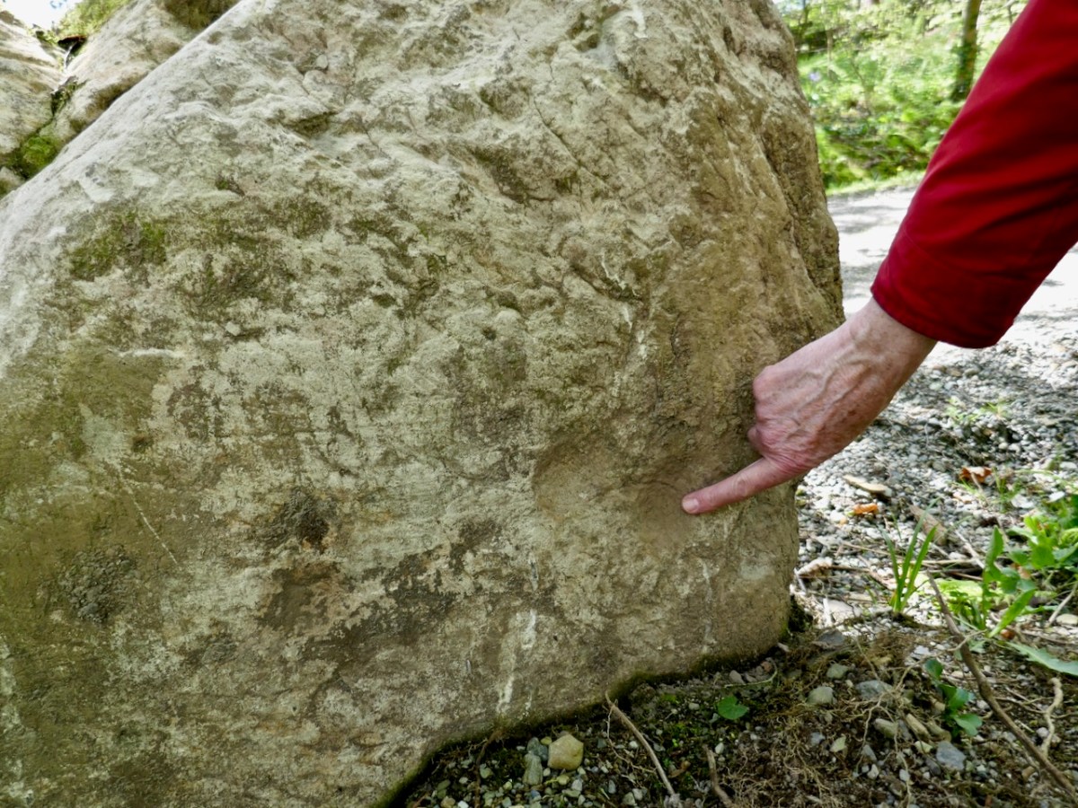 Inish Beg Estate: Ancient Woods and New Discoveries | Roaringwater Journal