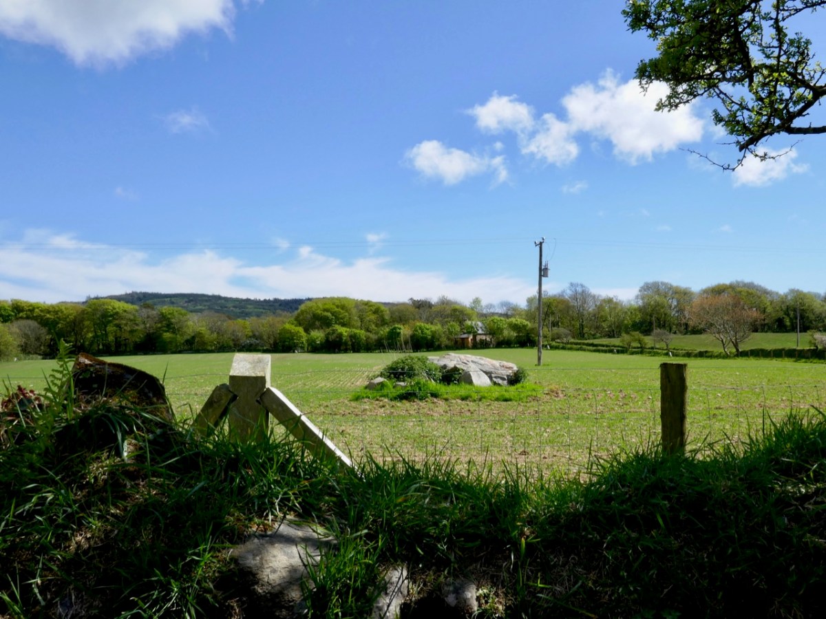 Inish Beg Estate: Ancient Woods and New Discoveries | Roaringwater Journal