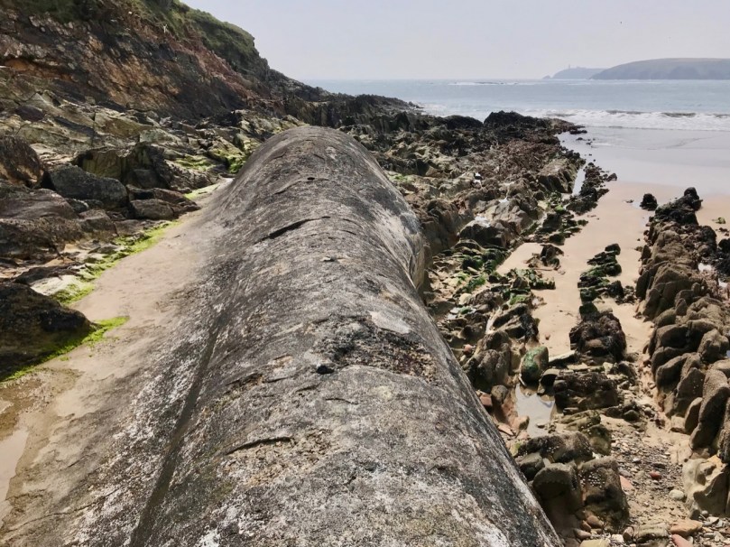 The Monster of Red Strand! | Roaringwater Journal