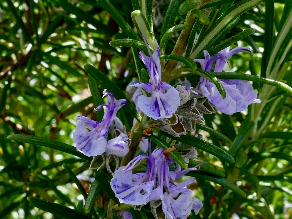 Inish Beg Estate: Ancient Woods and New Discoveries | Roaringwater Journal