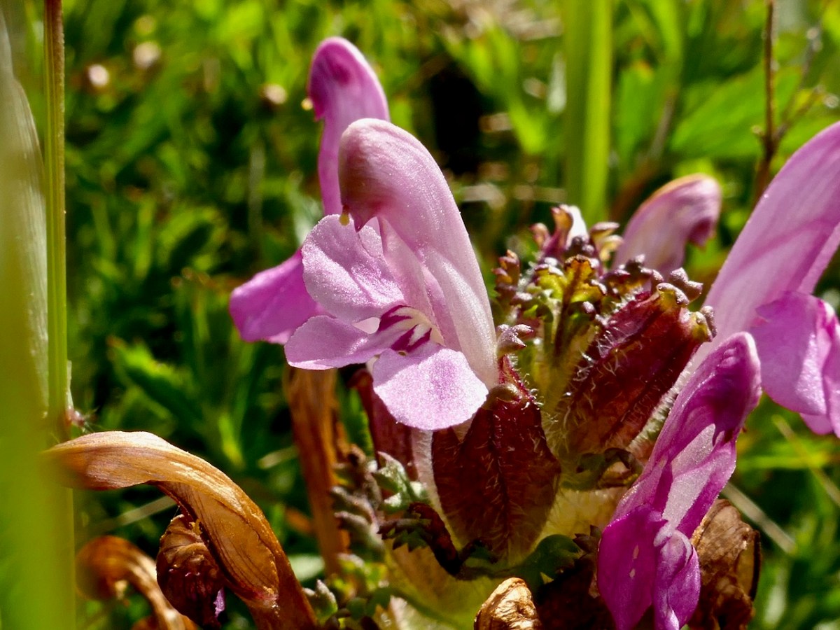 Long Island Wildflowers – a Reconnaissance | Roaringwater Journal