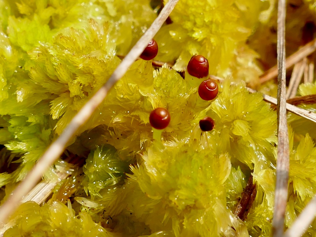 Miniature World | Roaringwater Journal