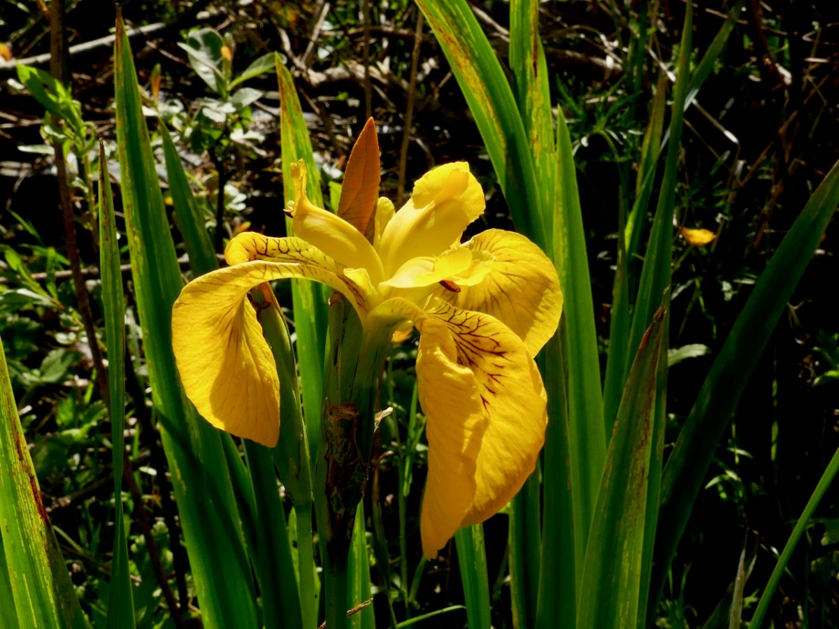 Long Island Wildflowers – a Reconnaissance | Roaringwater Journal