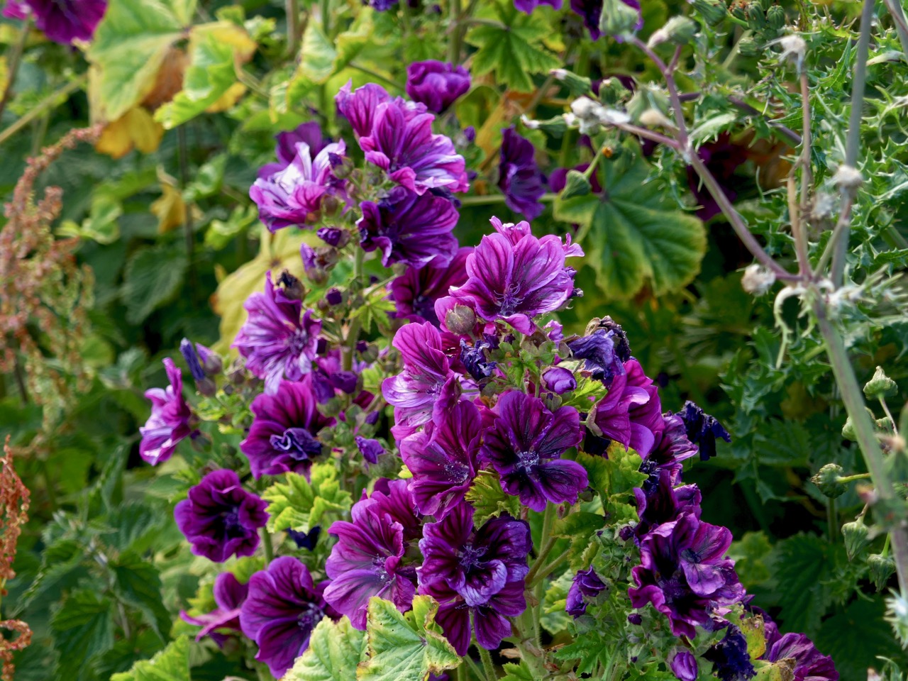 Common Mallow | Roaringwater Journal