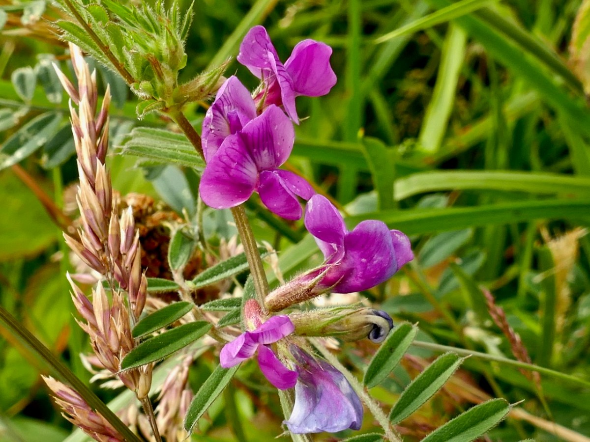 Common Vetch | Roaringwater Journal