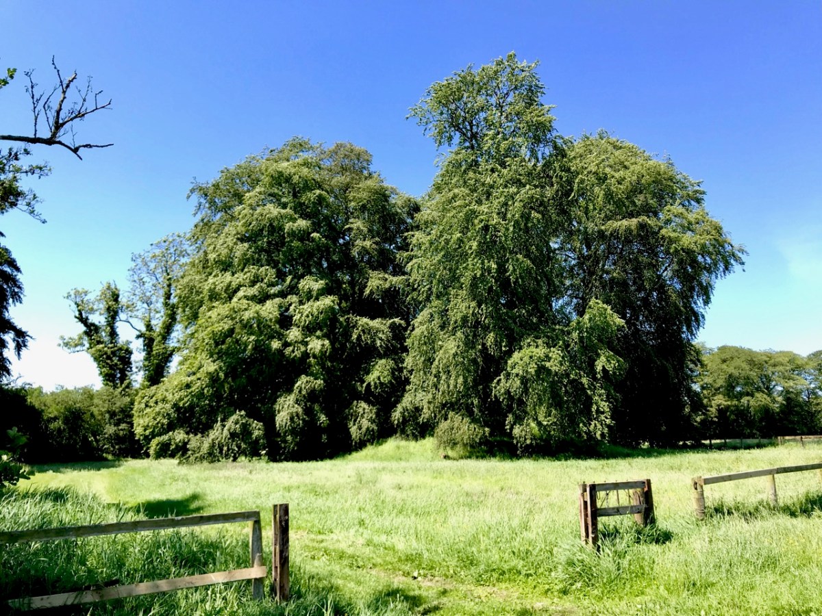 Larchill – A Pastoral Paradise | Roaringwater Journal