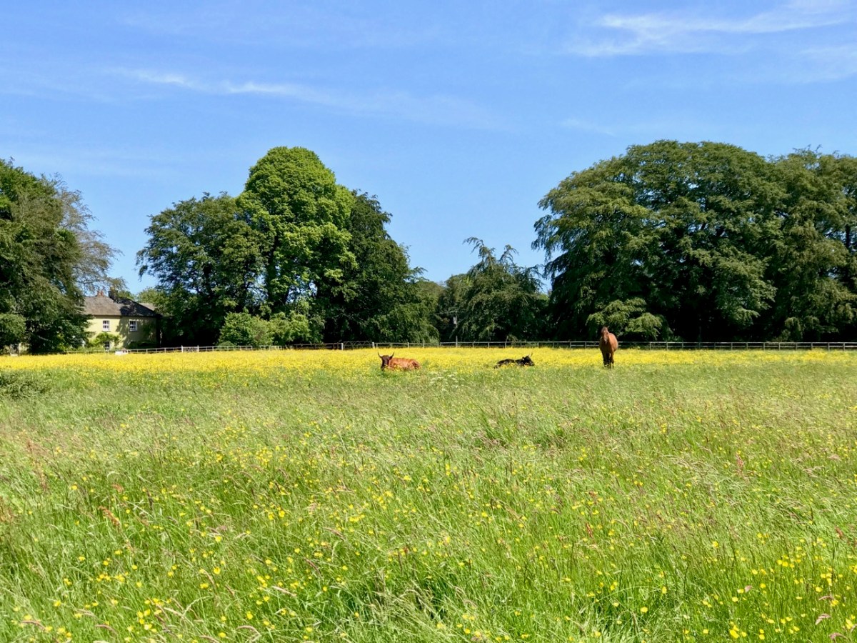 Larchill – A Pastoral Paradise | Roaringwater Journal