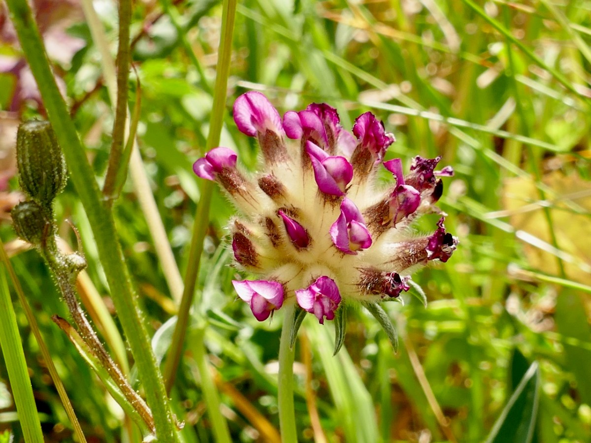 Kidney Vetch | Roaringwater Journal