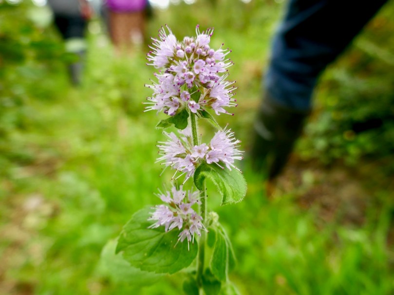 Water Mint | Roaringwater Journal