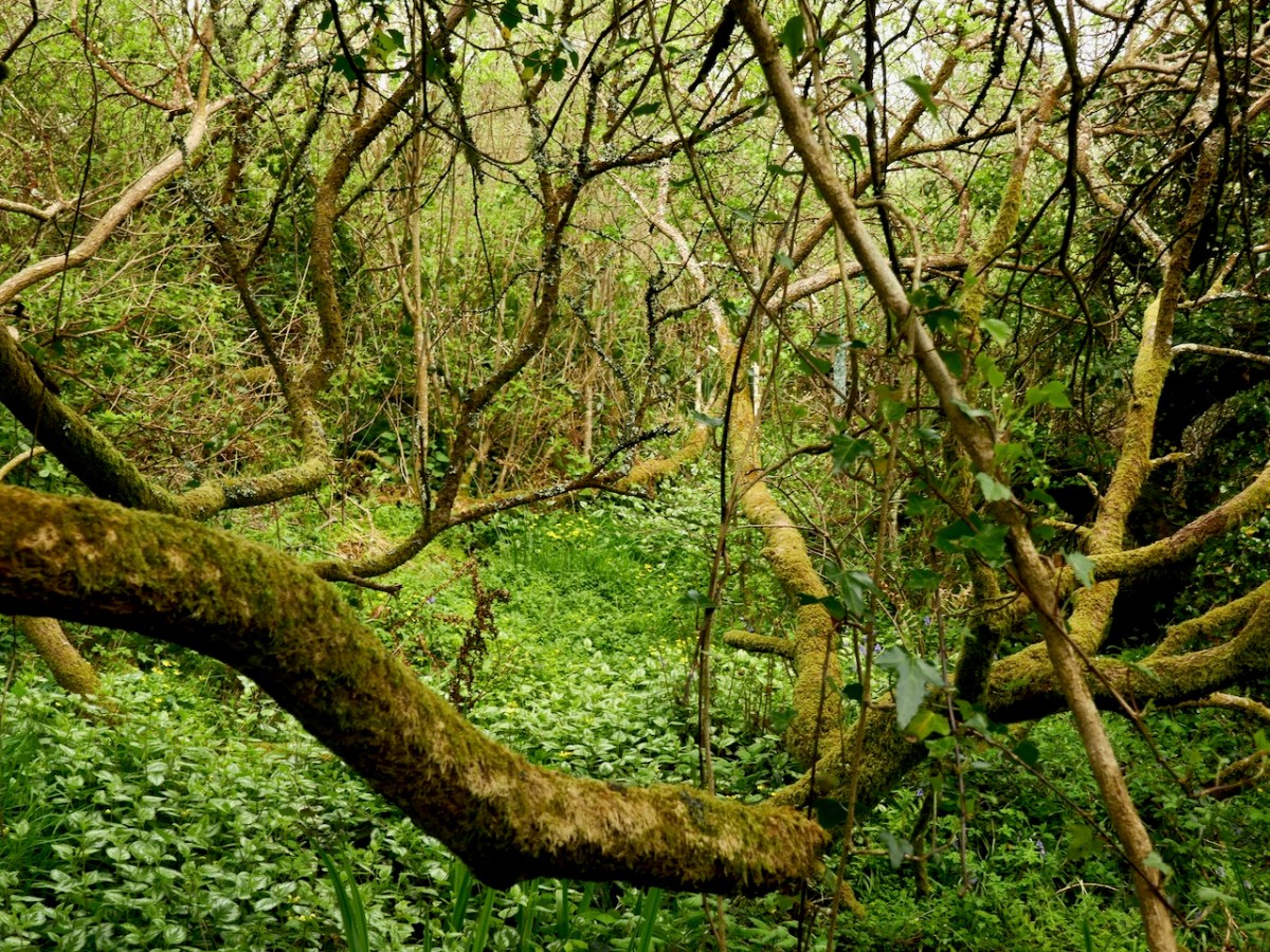 April Flowers in the Magic Forest | Roaringwater Journal