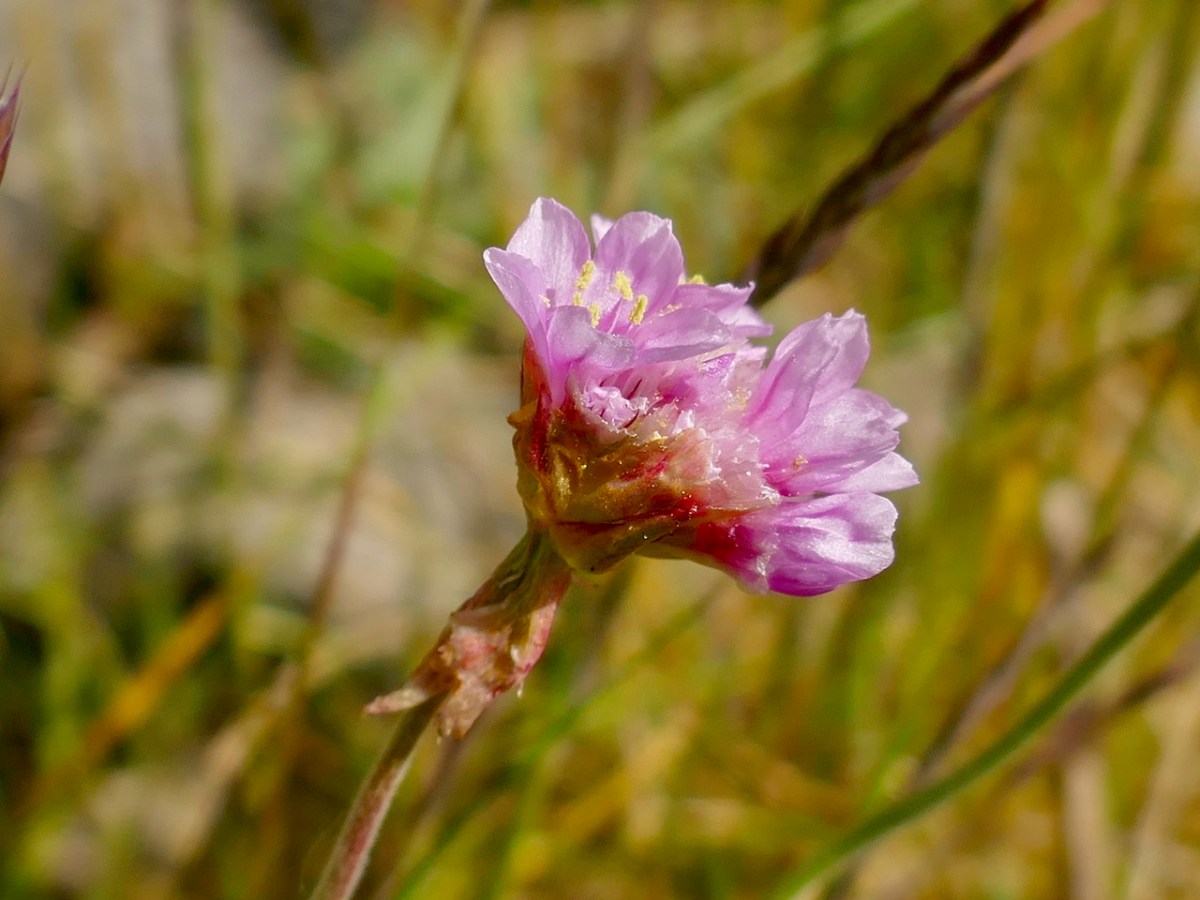 Biodiversity Ballydehob | Roaringwater Journal