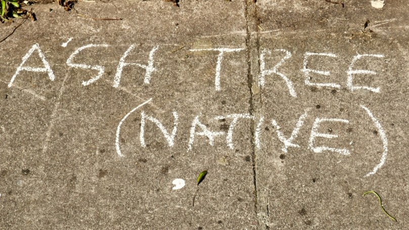 Ash Tree sign | Roaringwater Journal