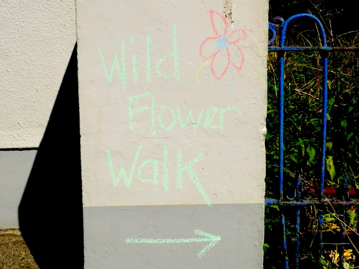 Wild Flower Walk | Roaringwater Journal