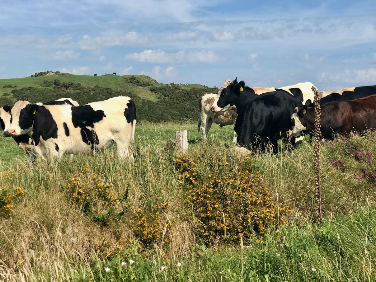 Mill Cove | Roaringwater Journal