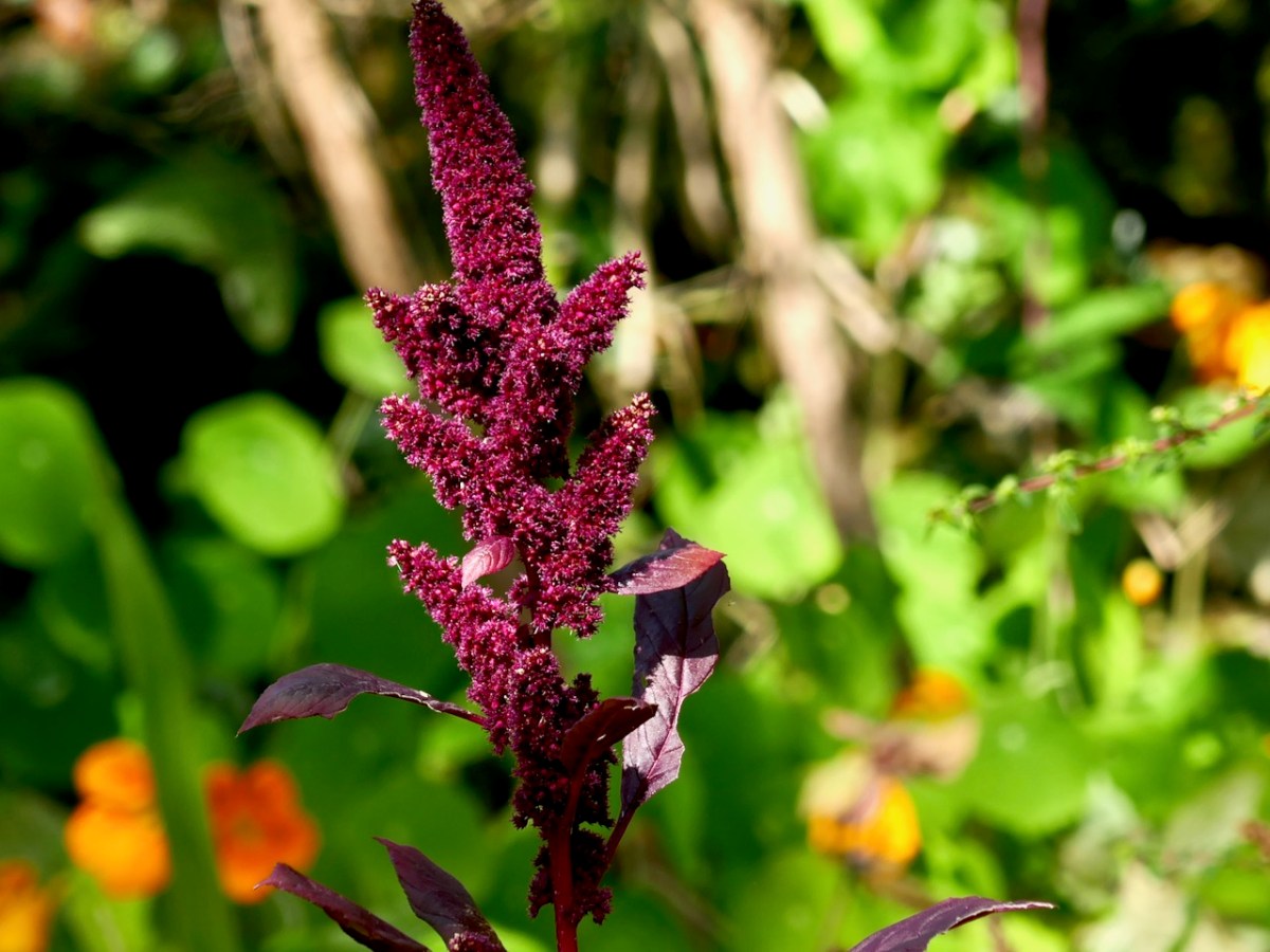 Two Green Shoots | Roaringwater Journal