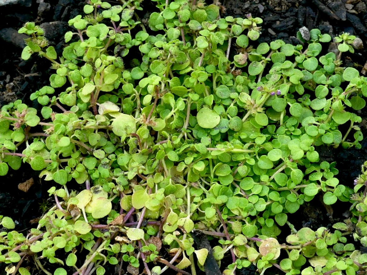 Two Green Shoots | Roaringwater Journal