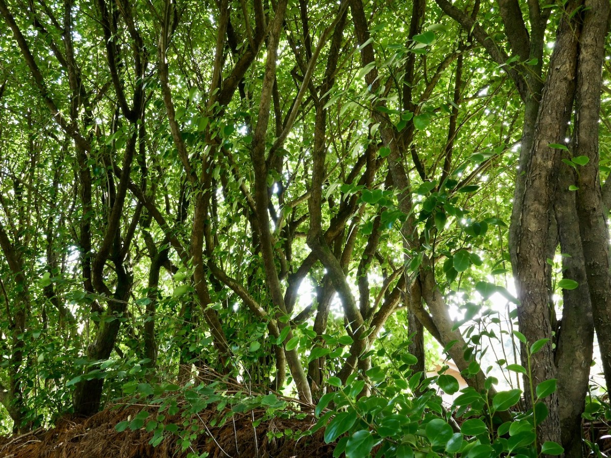 Two Green Shoots | Roaringwater Journal