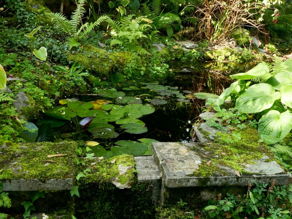 Two Green Shoots | Roaringwater Journal