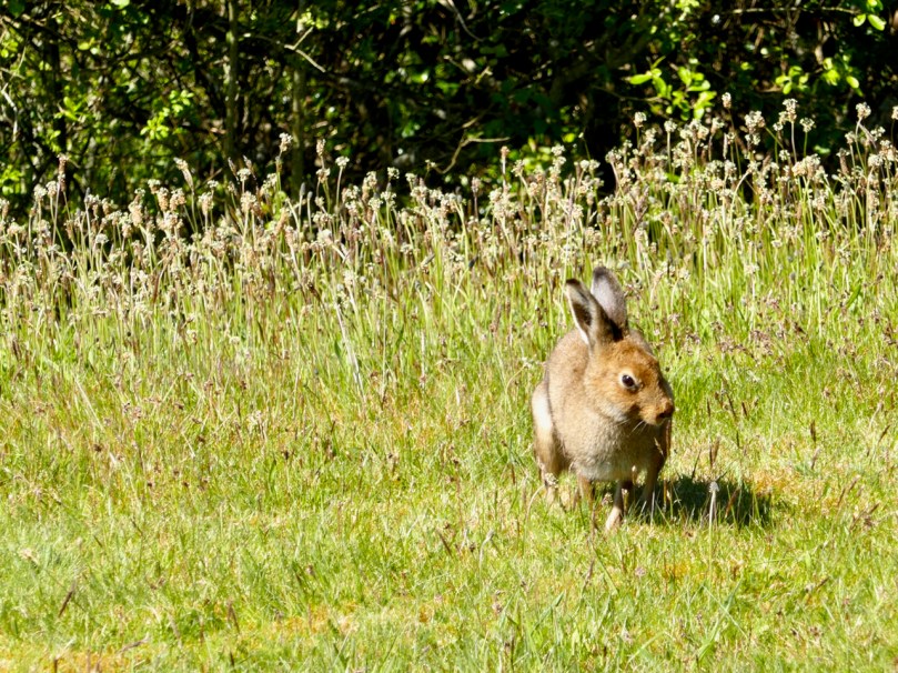 Irish Hare | Roaringwater Journal