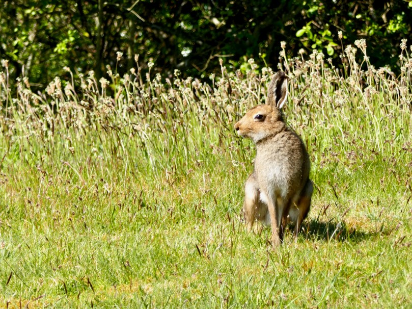 Irish Hare | Roaringwater Journal